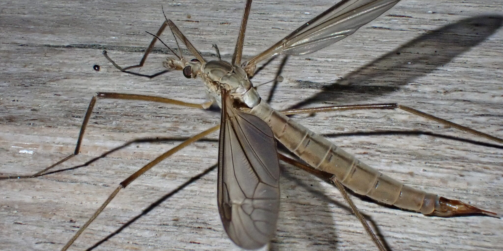 Langpootmug (Tipula paludosa) - KAD