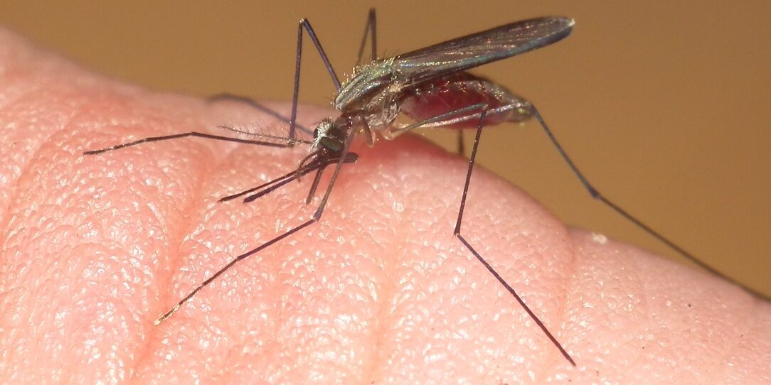 Loodgrijze malariamug (Anopheles plumbeus) - KAD