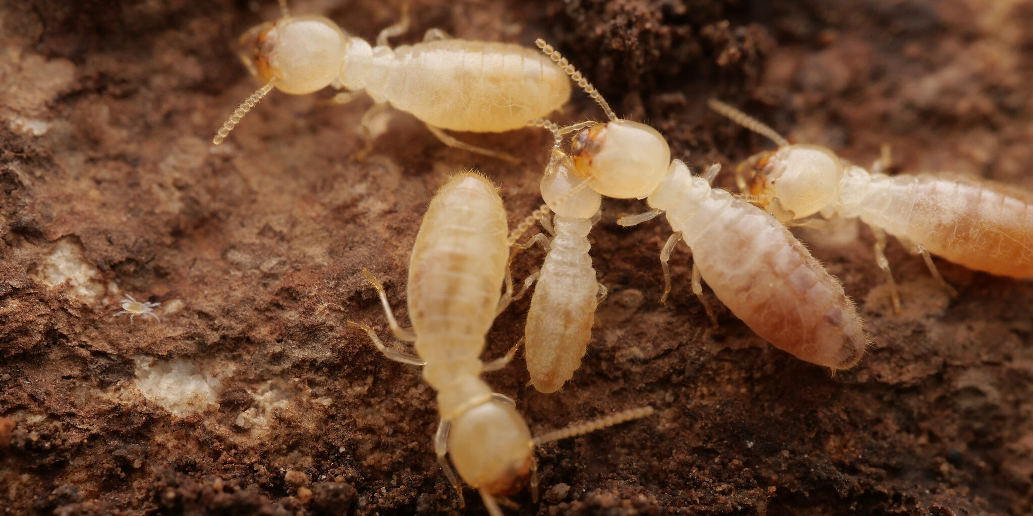 Termieten (Isoptera) - KAD