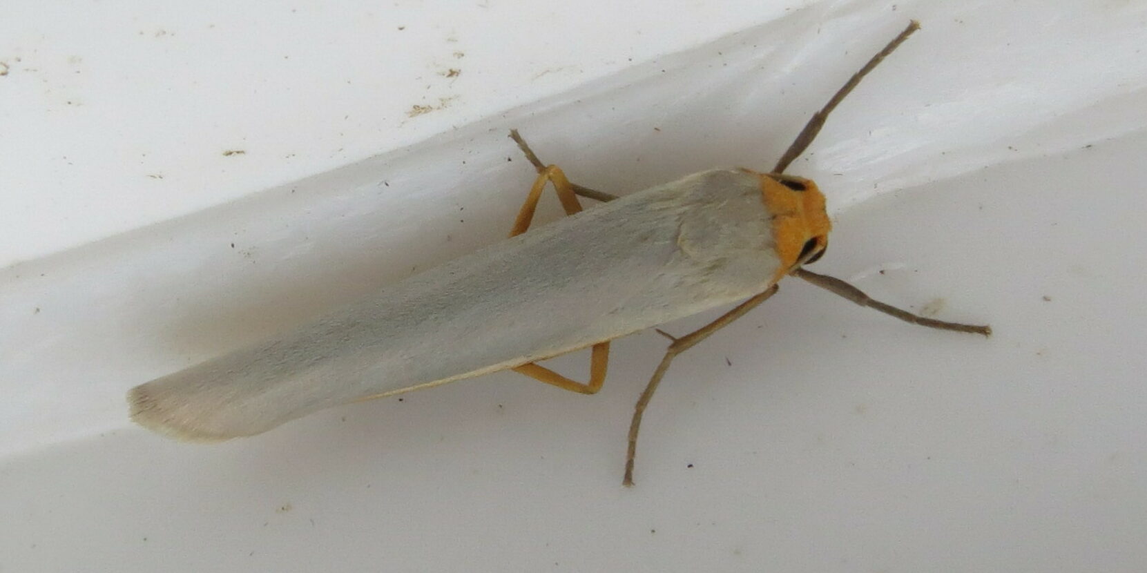 Vaal kokerbeertje (Eilema caniola) - KAD