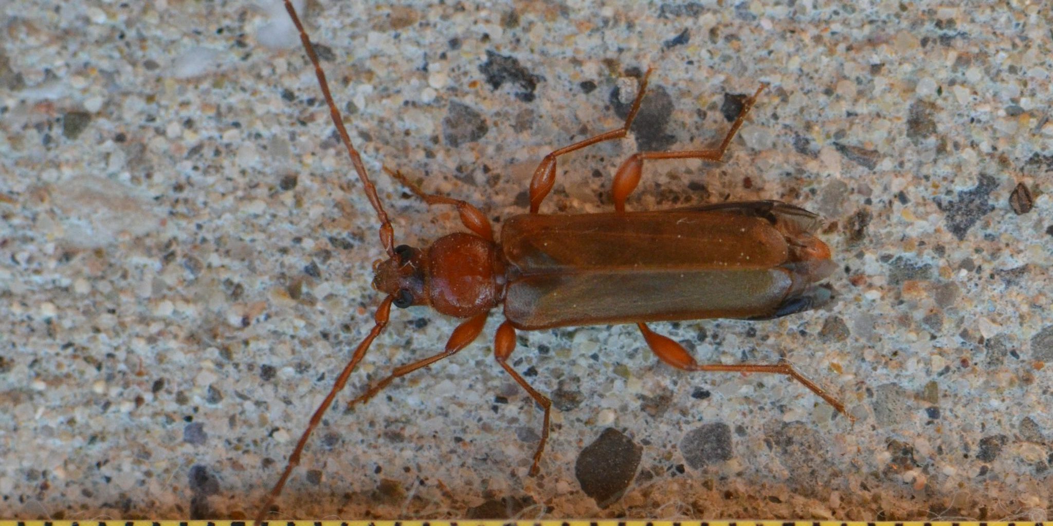 Veranderlijke boktor (Phymatodes testaceus) - KAD