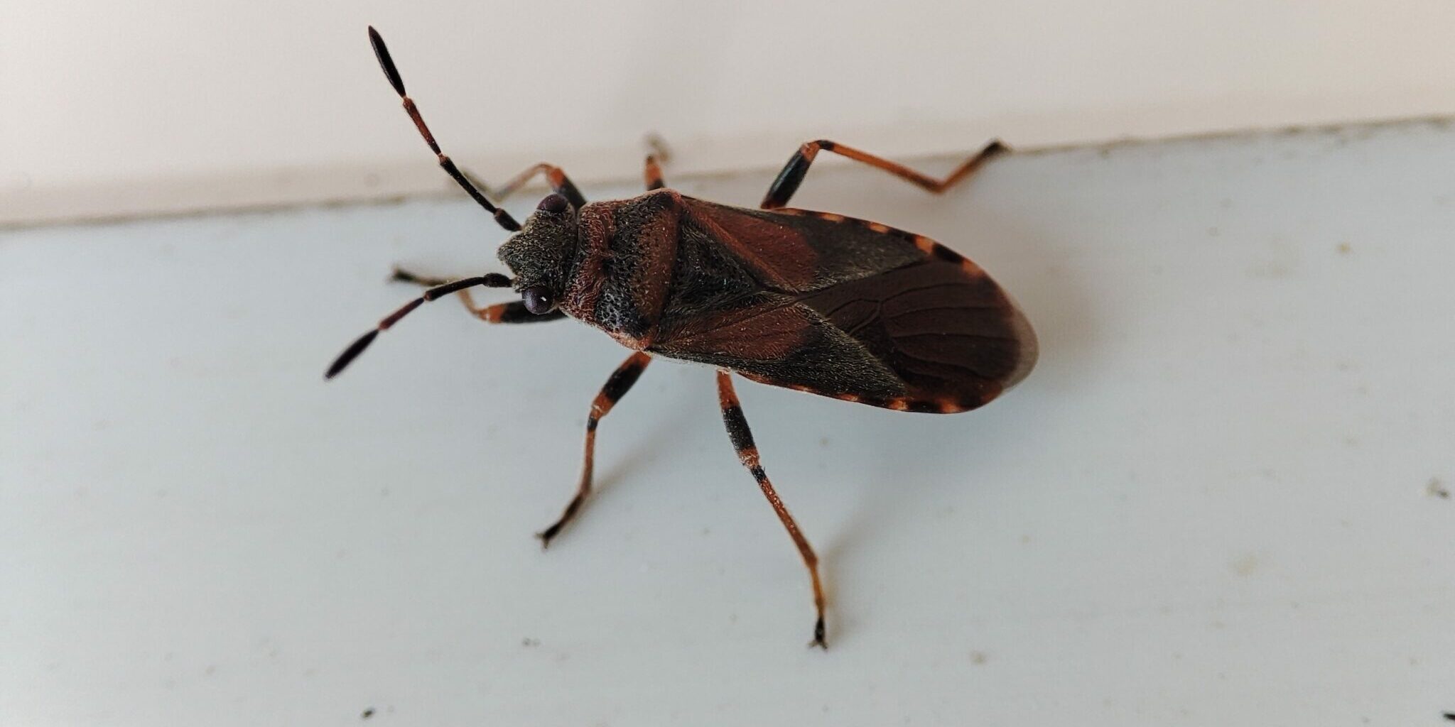 Iepenridderwants (Arocatus melanocephalus) - KAD