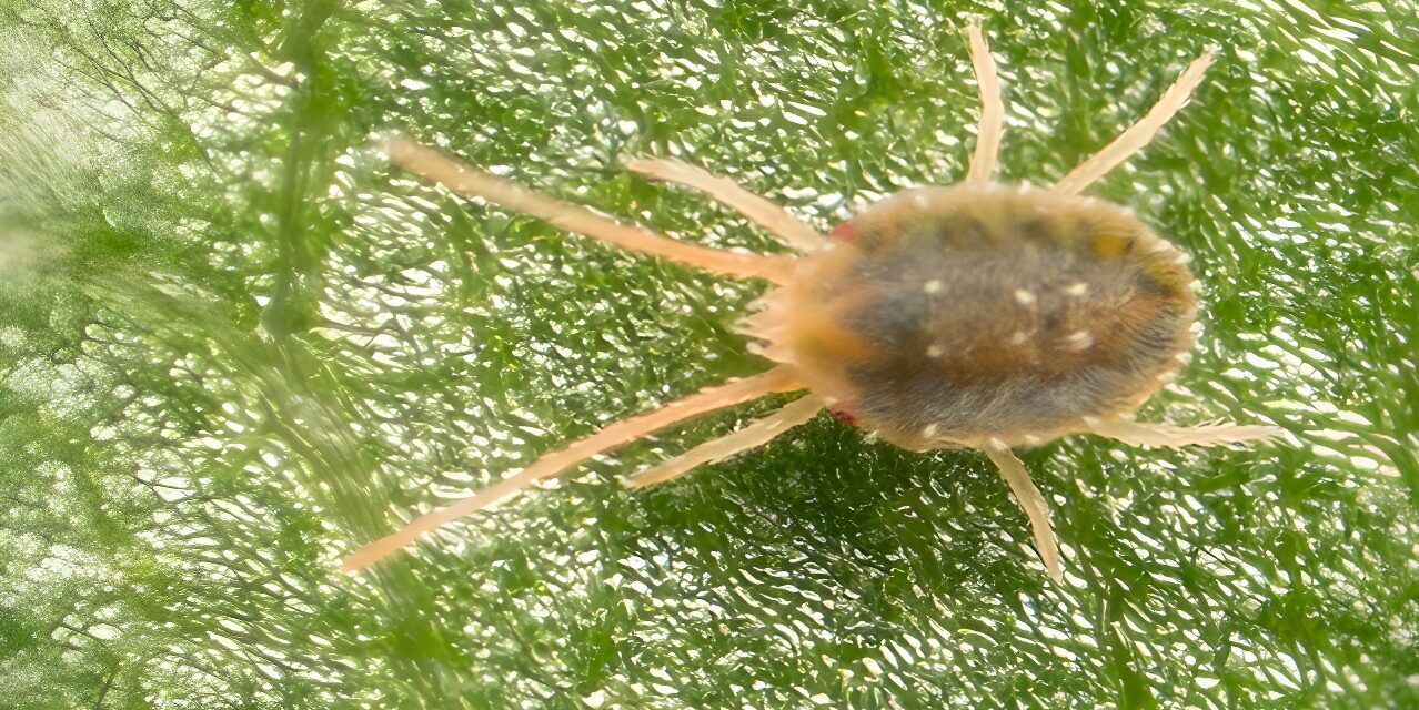 Spintmijten (Bryobia spp.) - KAD