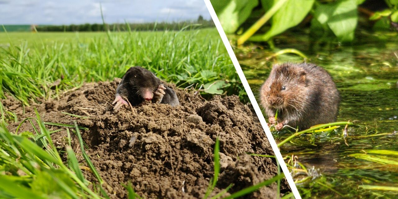 U: Mollen en Woelratten - KAD